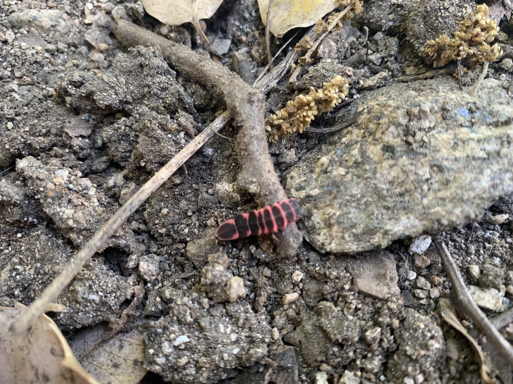 Microphotus from La Cañada Flintridge, CA 91011, USA on April 29, 2022 ...