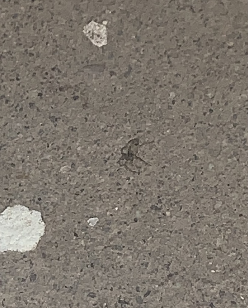 Wall Spiders from Cornus Ln, El Paso, TX, US on May 1, 2022 at 08:42 PM ...