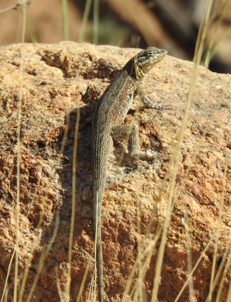 Common Side-blotched Lizard in May 2022 by Norm · iNaturalist