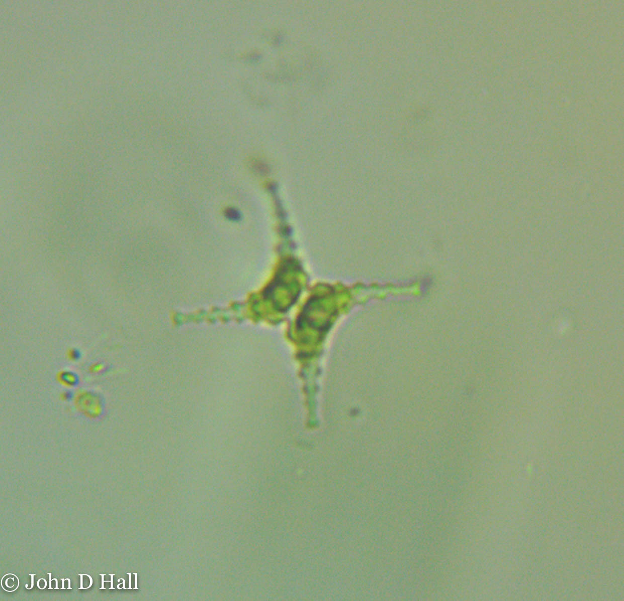 Staurastrum tetracerum Ralfs