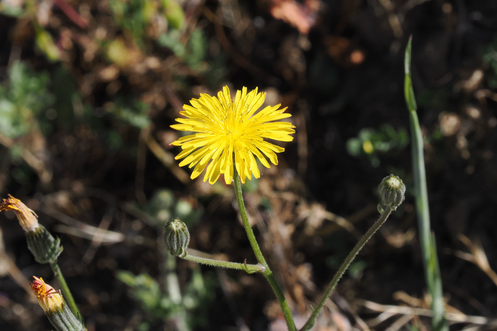 Beaked Hawksbeard from San Mateo County, CA, USA on May 01, 2022 at 10: ...