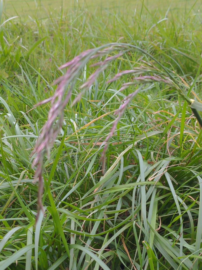 tall fescue from Lawton Park, Seattle, WA 98199, USA on May 01, 2022 at ...