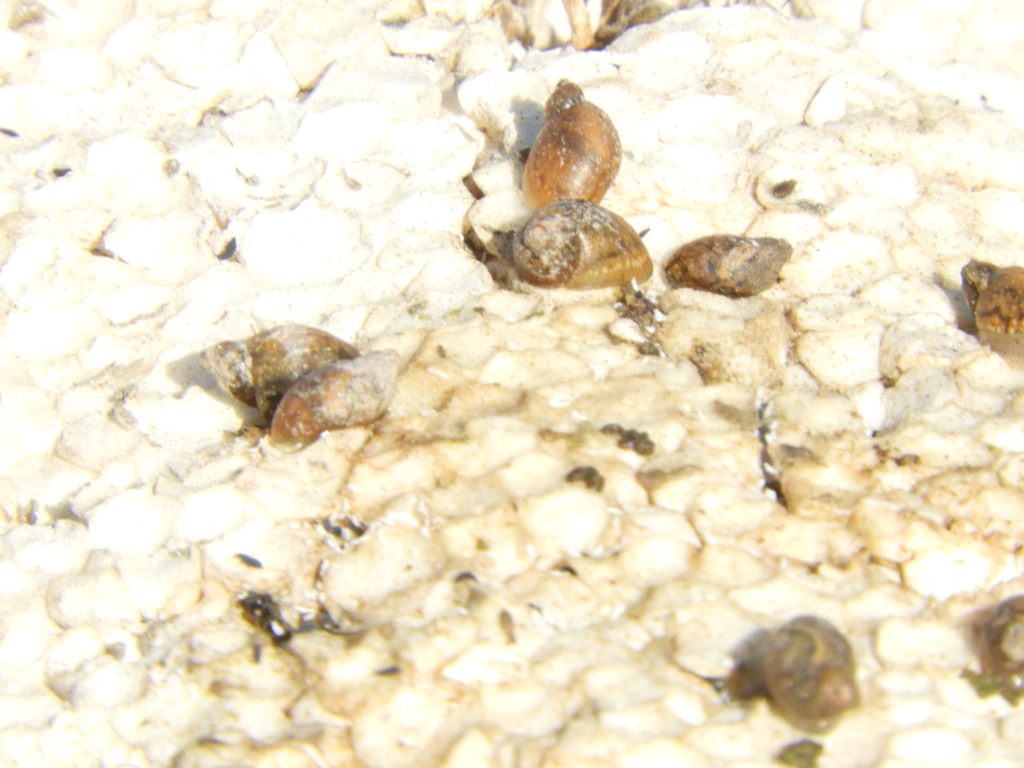 Succinea meridionalis from Gral. Acha, La Pampa, Argentina on April 30 ...