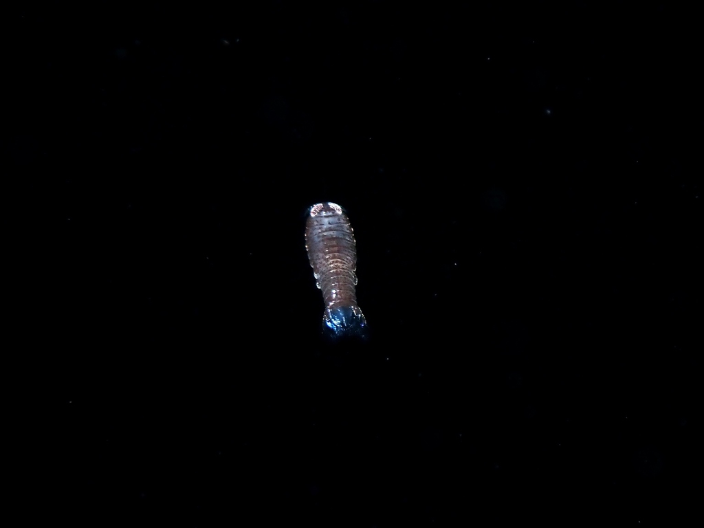 Isopods from Snorkel Trail on May 02, 2022 at 12:29 PM by Luca ...