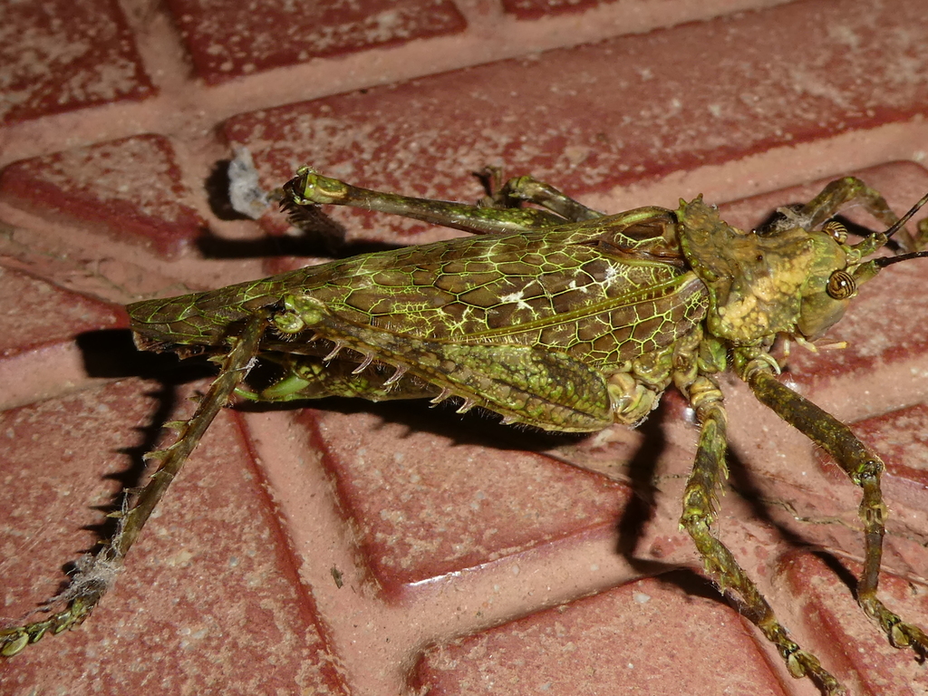 Haemodiasma tessellata from Puntarenas Province, Monteverde, Costa Rica ...