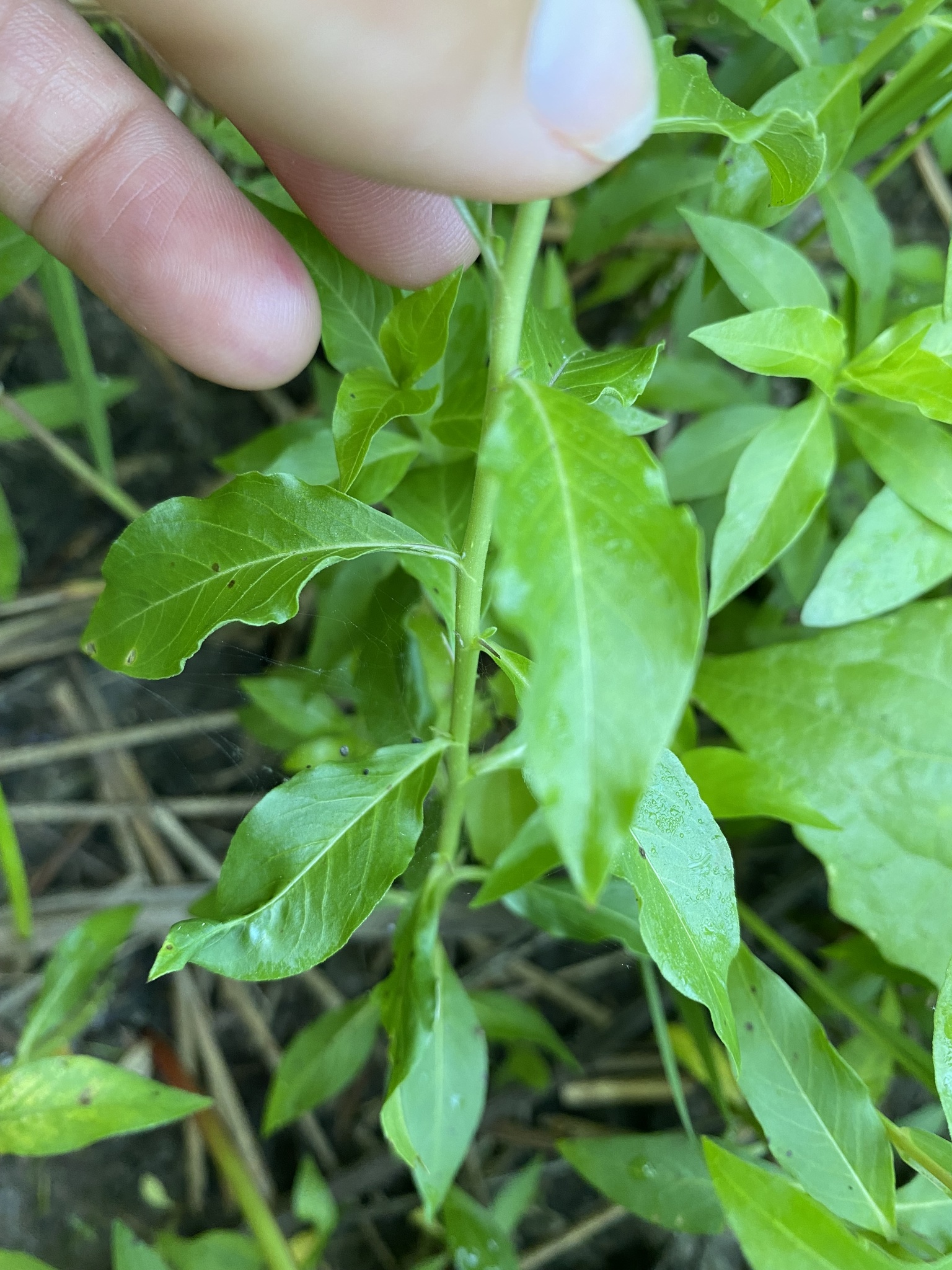 Hydrolea L.