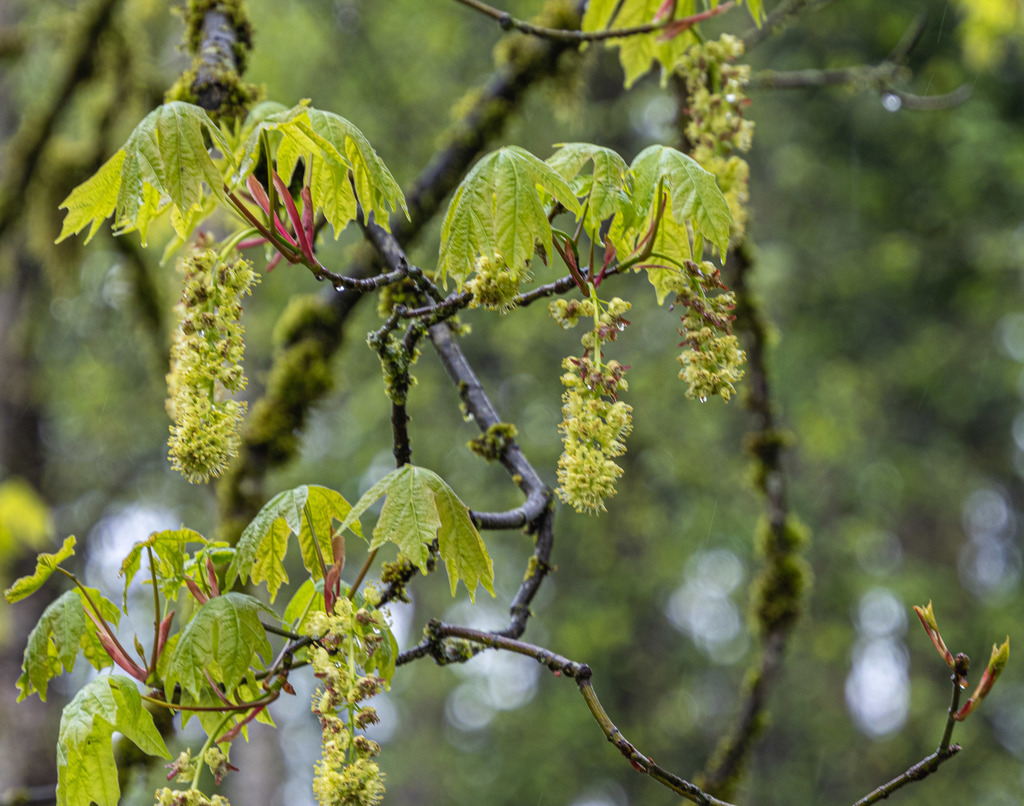 maples from Greater Vancouver, British Columbia, Canada on April 30 ...