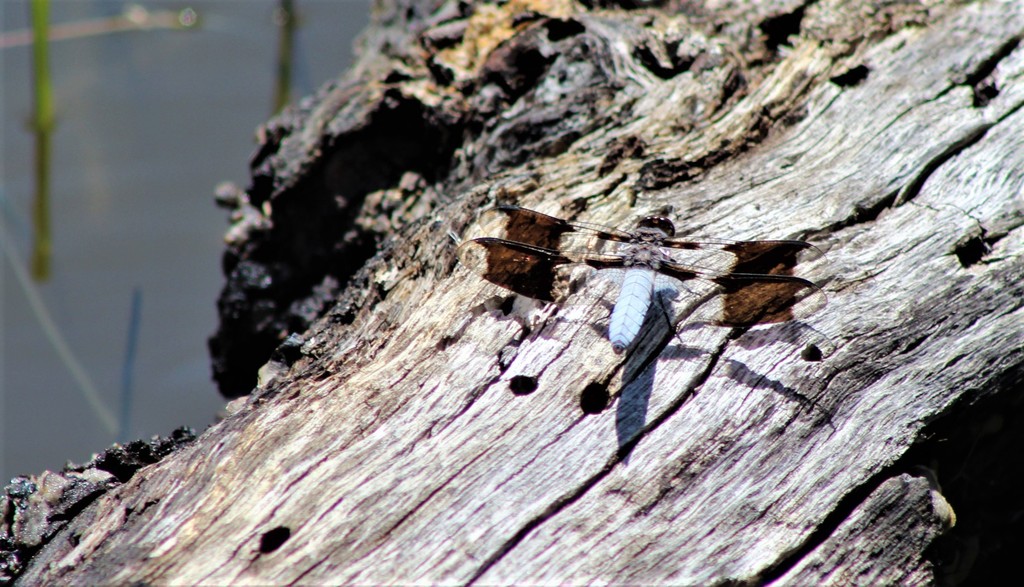 Common Whitetail from San Diego County, CA, USA on April 29, 2022 at 12 ...