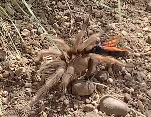 Desert Blonde Tarantula from E Wickenburg Way, Wickenburg, AZ, US on ...
