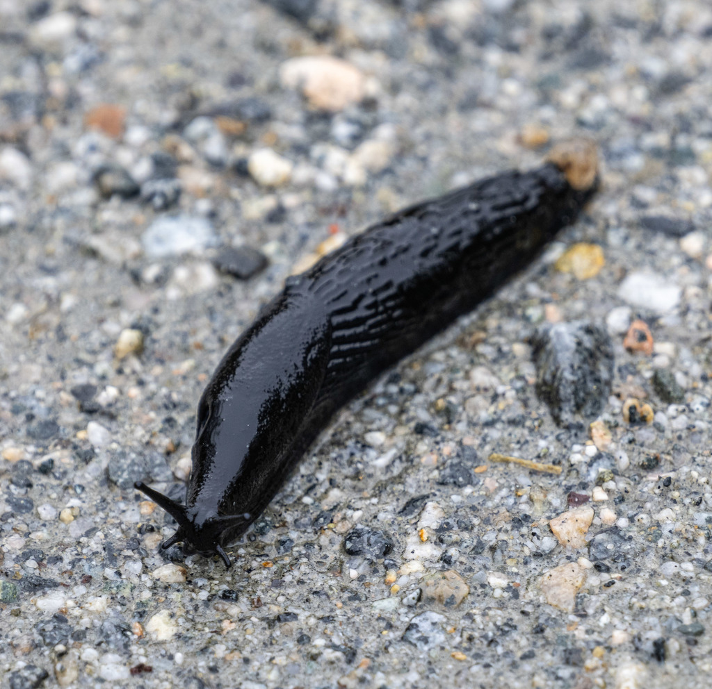 ater-group Arion Slugs from Greater Vancouver, British Columbia, Canada ...