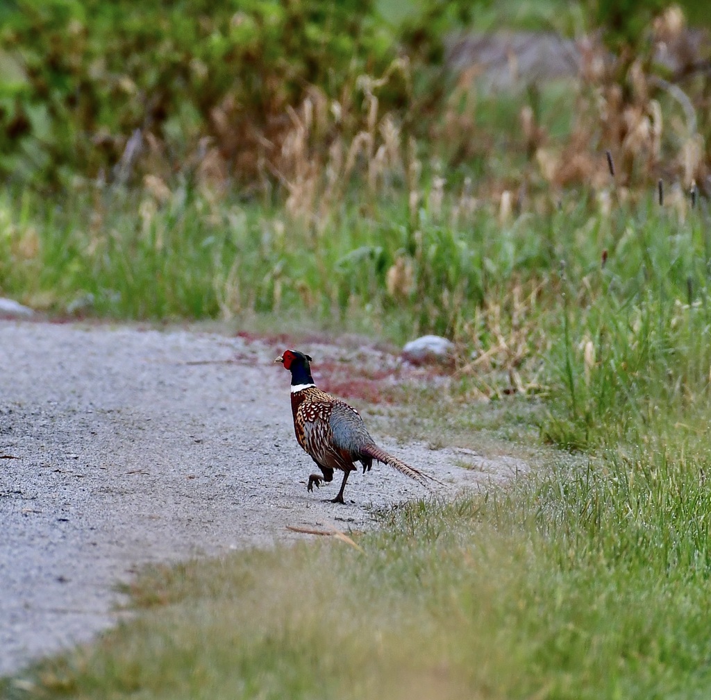 Ring-necked Pheasant from Colony Farm Rd, Port Coquitlam, BC V3C 6M3 ...