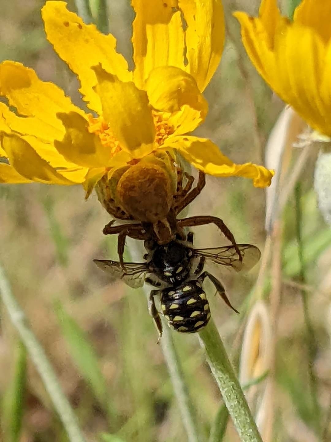 Anthidium maculosum Cresson, 1878
