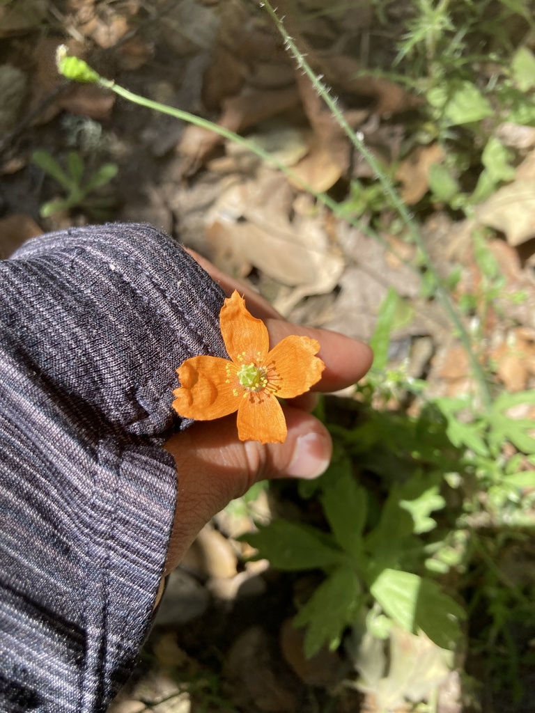 fire poppy from Monterey County, US-CA, US on May 01, 2022 at 01:16 PM ...