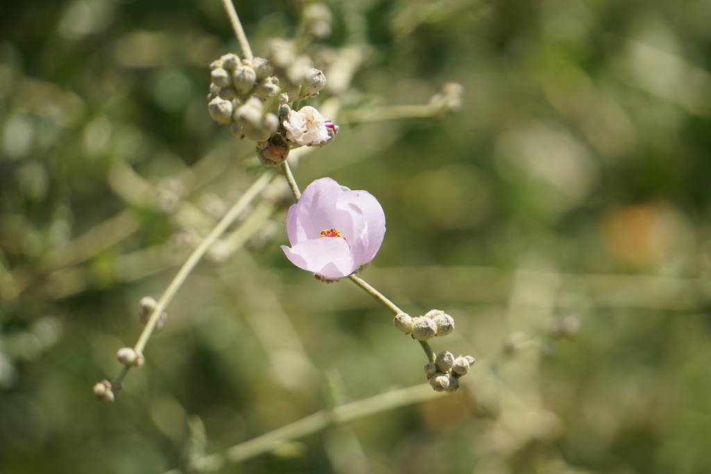 chaparral bush-mallow from Leo Carrillo State Beach, Santa Monica ...