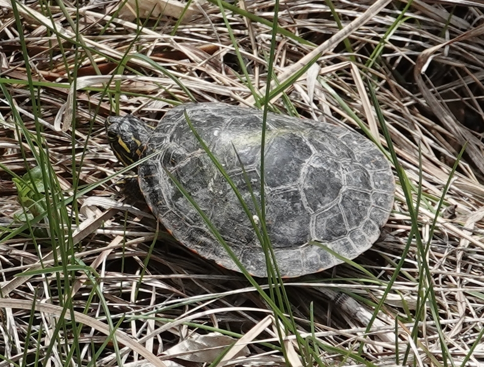 Painted Turtle from Banner County, Long Springs, NE, USA on May 01 ...