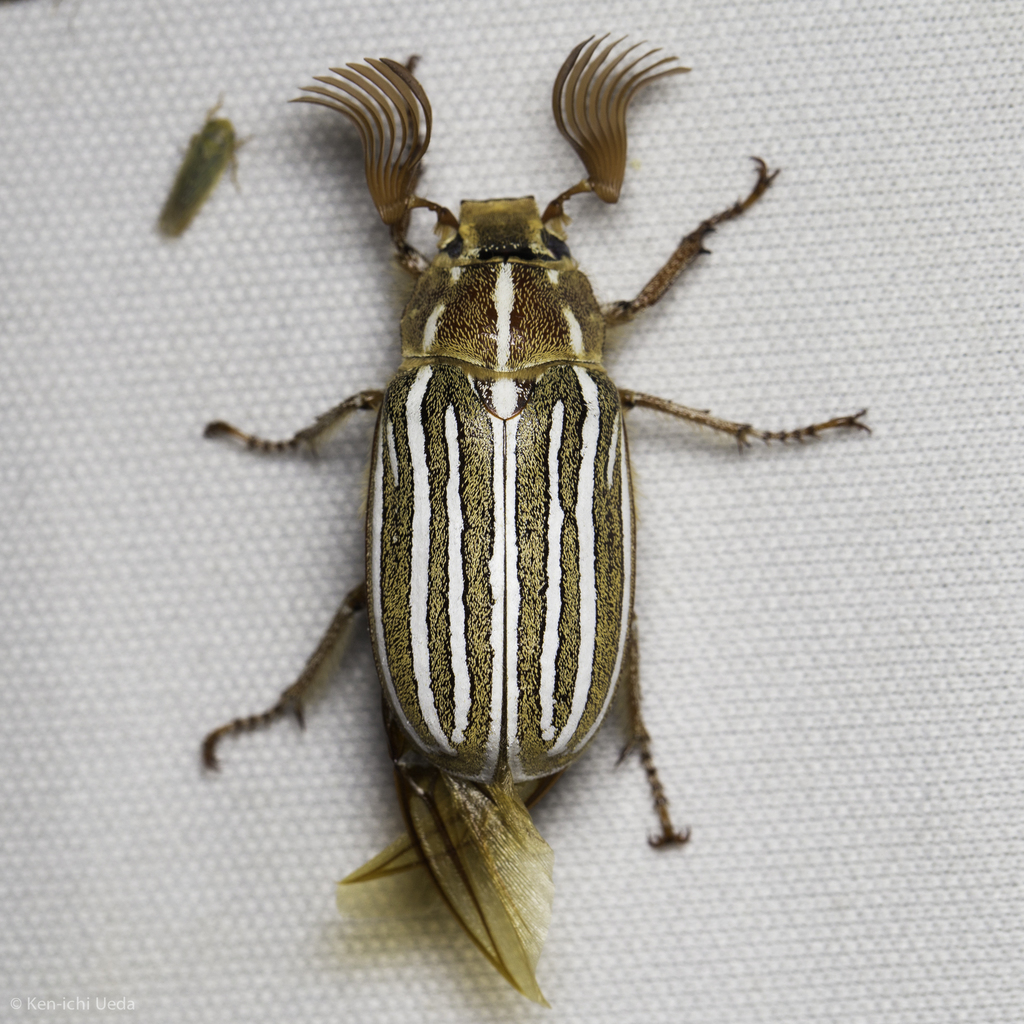 Ten-lined June Beetle (Arthropods of the Jordan River Nature Center ...