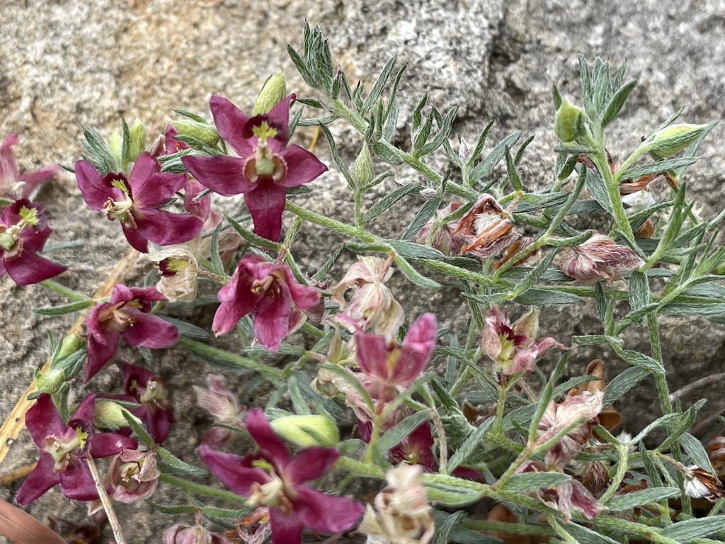 Trailing Rhatany from SH-16 N, San Antonio, TX, US on May 01, 2022 at ...