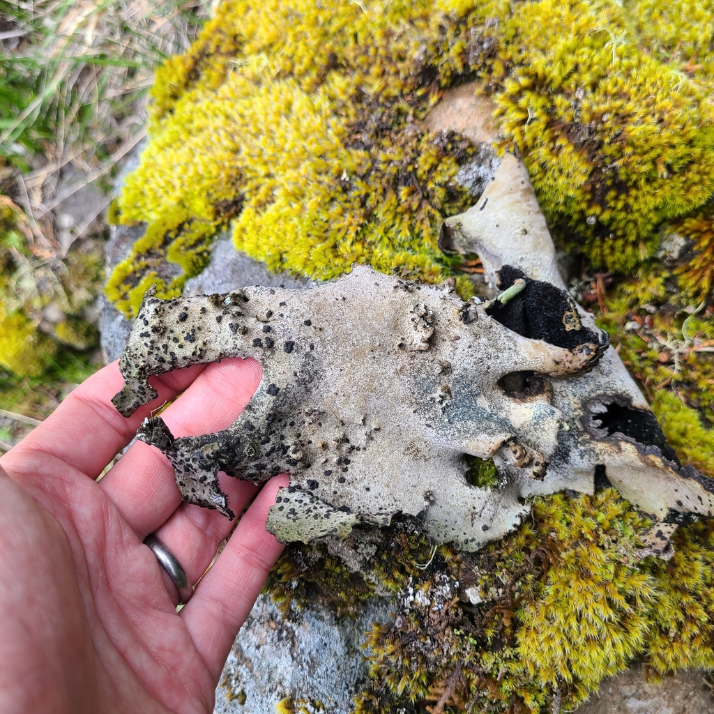 Frosted Rock Tripe from Lane County, US-OR, US on May 1, 2022 at 01:20 ...
