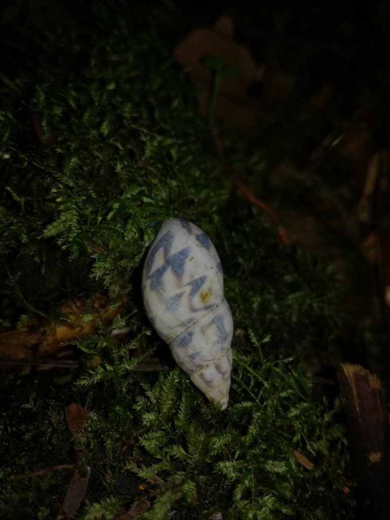 Drymaeus flexuosus from Pance, Cali, Valle del Cauca, Colombia on May ...