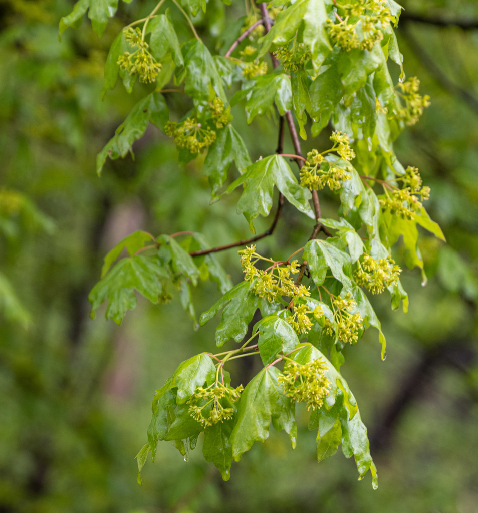 field maple from Burnaby, BC, Canada on April 30, 2022 at 11:23 AM by ...