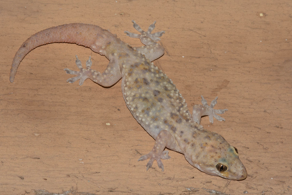 Mediterranean House Gecko from Texas City, TX, USA on May 01, 2022 at ...