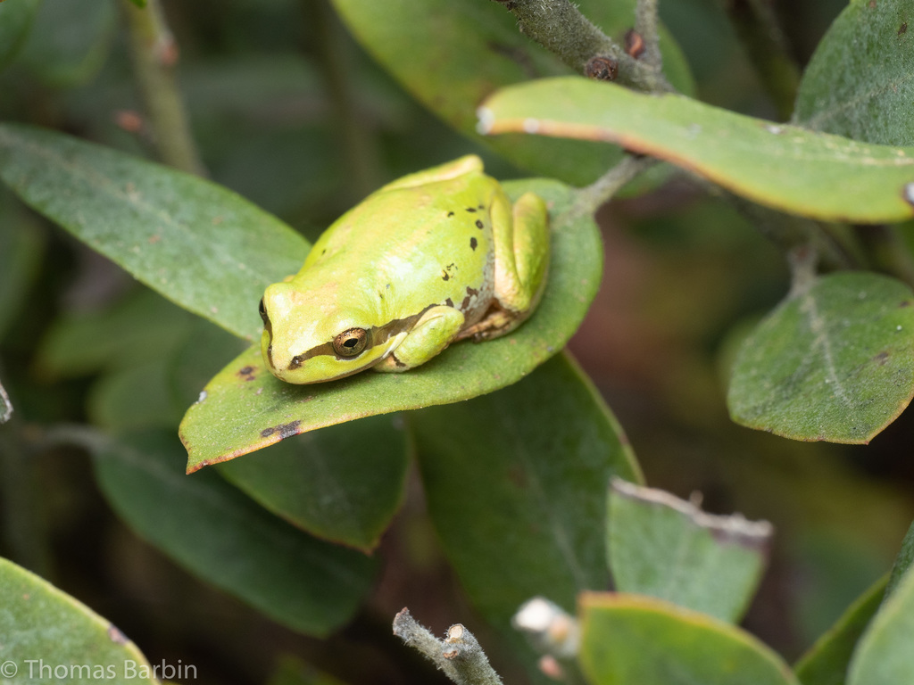 Northern Pacific Tree Frog from Capital, BC, Canada on May 01, 2022 at ...