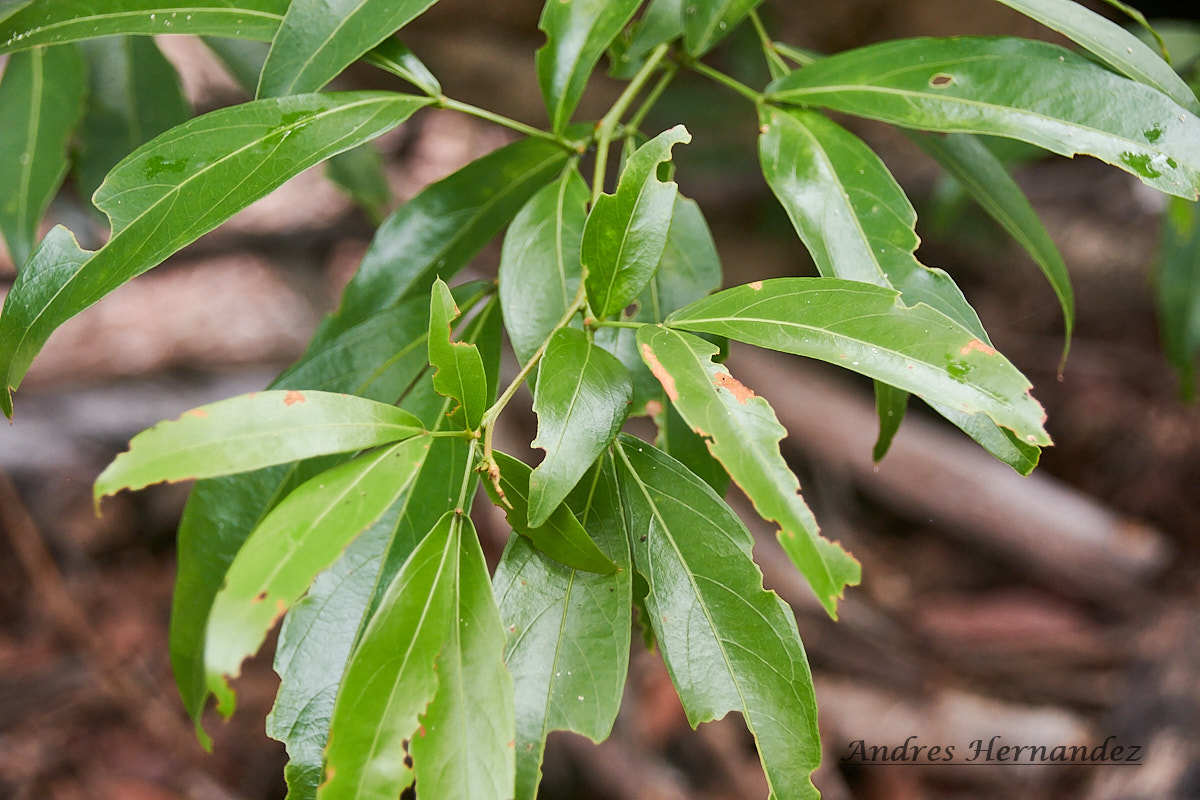 Zygia longifolia (Humb. & Bonpl. ex Willd.) Britton & Rose