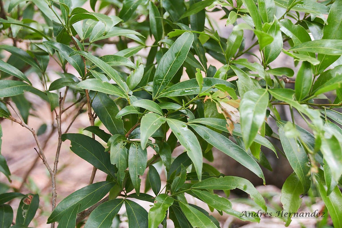 Zygia longifolia (Humb. & Bonpl. ex Willd.) Britton & Rose