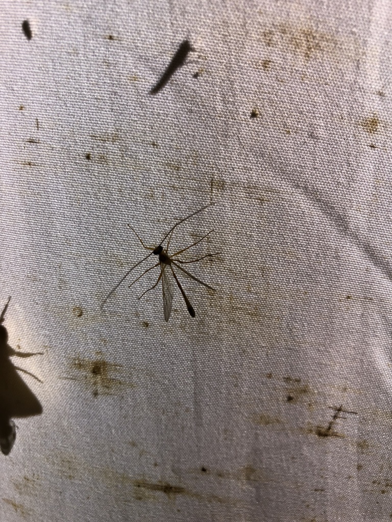 Winged and Once-winged Insects from Mazatlán, SIN, MX on May 1, 2022 at ...