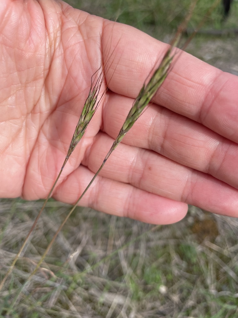 Redleg Grass from Mansfield St, Thornbury, VIC, AU on May 02, 2022 at ...