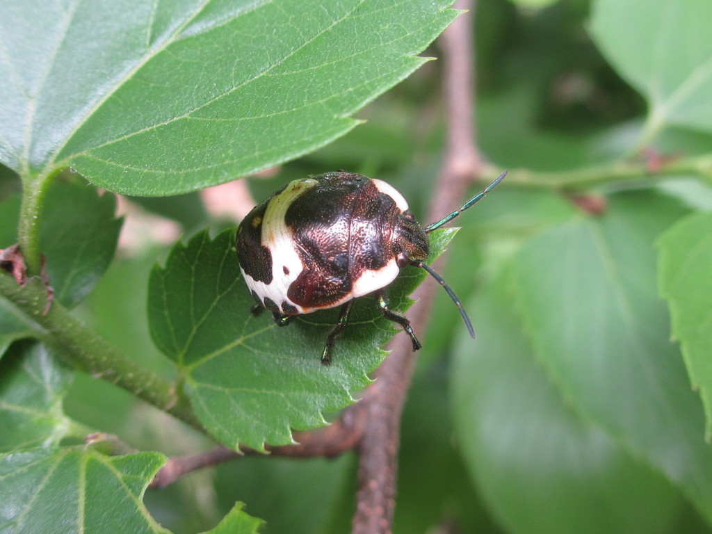 Clown Stink Bug from 日本、〒140-0003 東京都品川区八潮 on May 1, 2022 by i164 ...