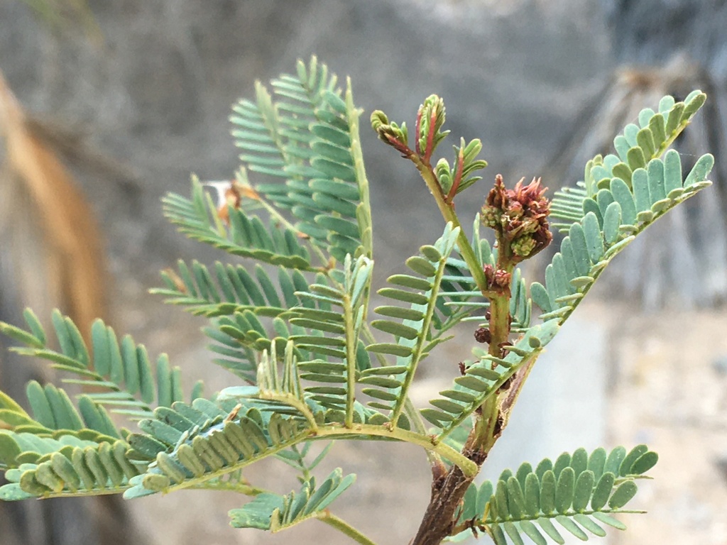 (Desmanthus fruticosus) - Botanical Realm