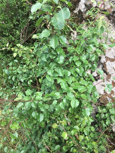 Subspecies Pyrus communis communis · iNaturalist