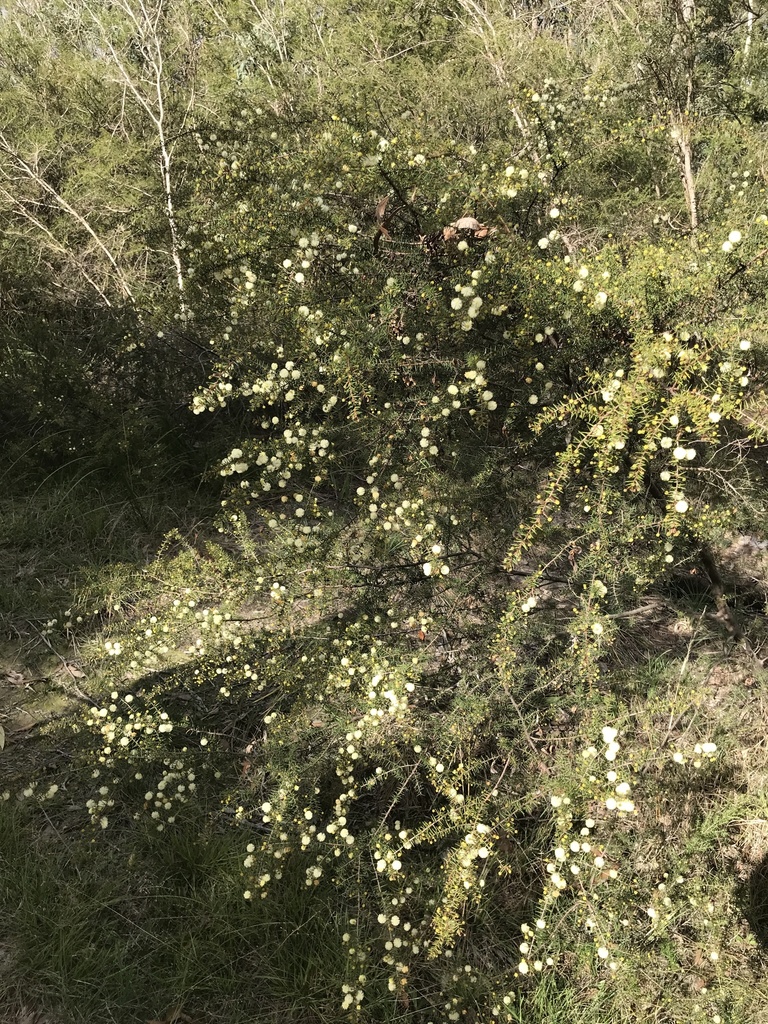 rock wattle from Cheong Wildflower Sanctuary, Croydon, VIC, AU on May ...