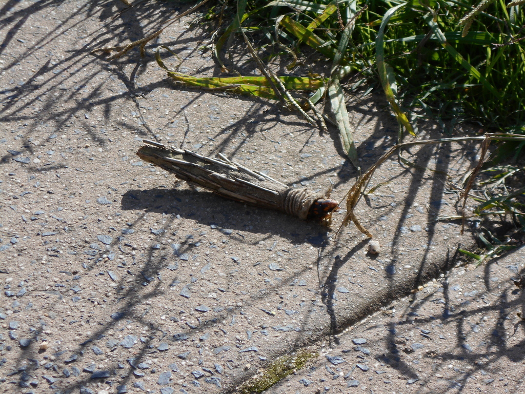 Saunders' Case Moth from Melbourne VIC, Australia on May 02, 2022 at 01 ...