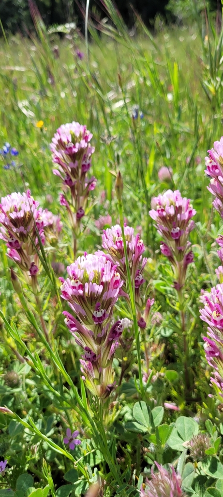 purple owl's-clover from Sugarloaf Ridge State Park on April 30, 2022 ...
