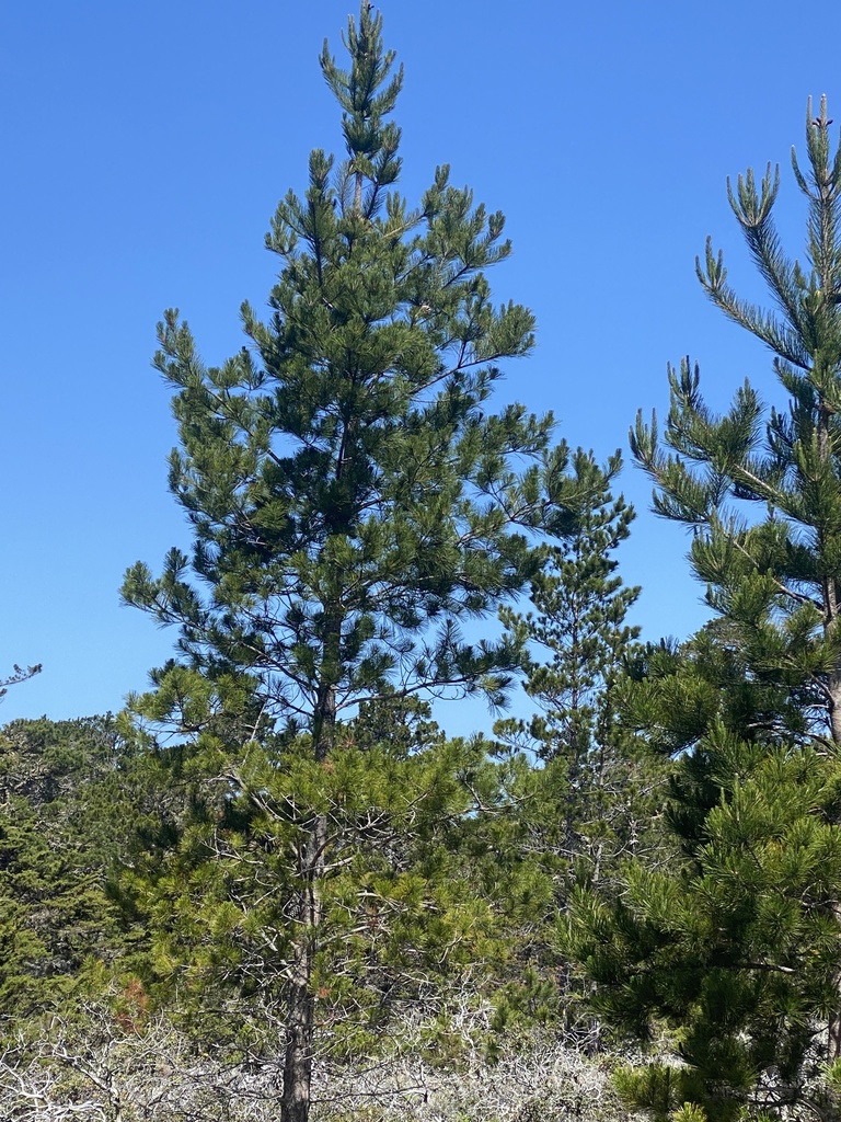 Monterey pine from Del Monte Forest, CA, USA on May 01, 2022 at 11:14 ...