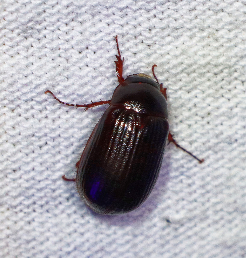 Serica from Collin, Texas, United States on May 01, 2022 at 07:43 PM by ...