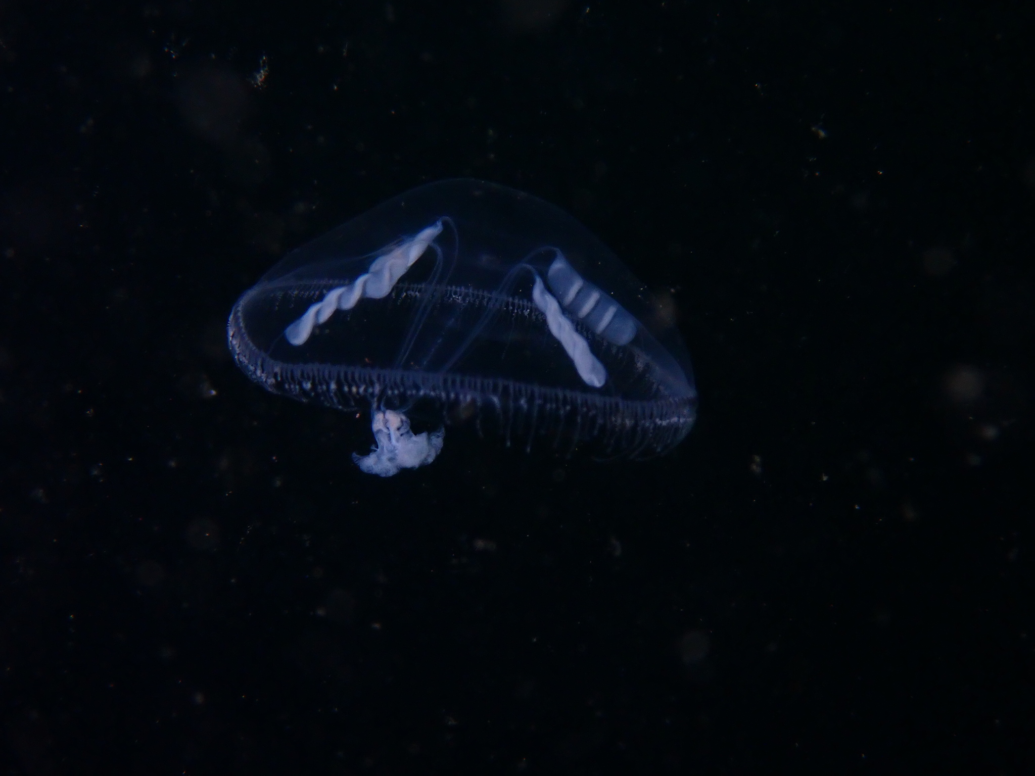 Eutonina indicans (Romanes, 1876)