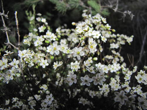 Reddish Spookasem (Pharnaceum rubens) · iNaturalist