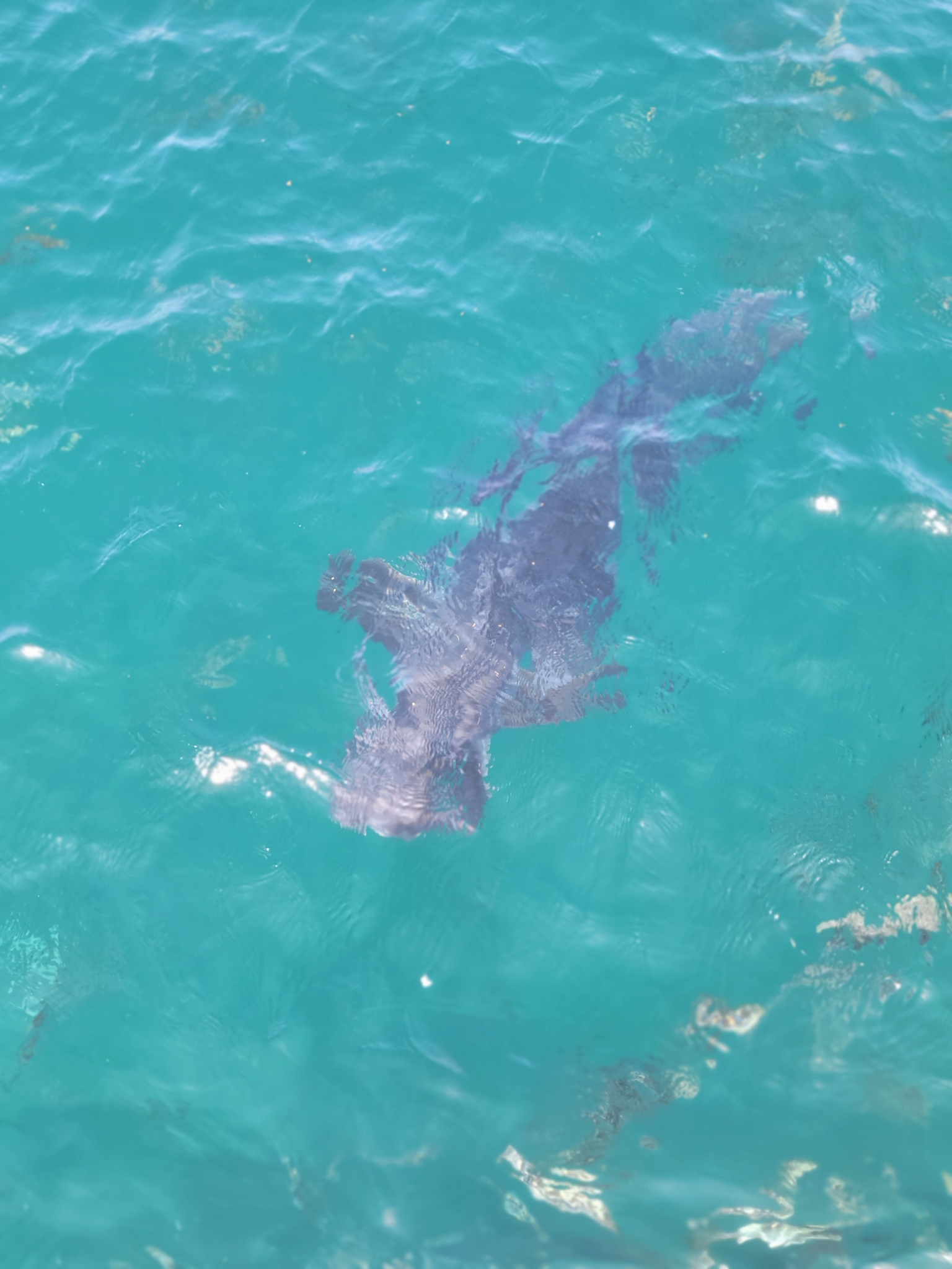 Polyprionidae