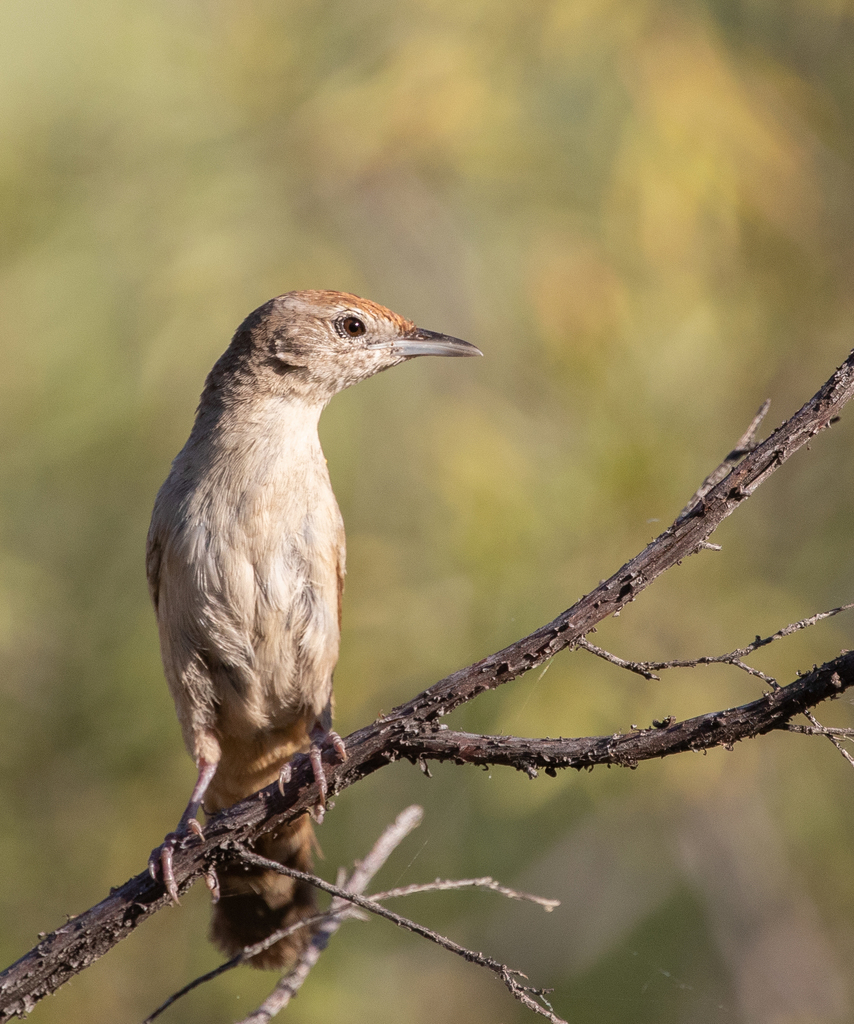 Spinifexbird from Mount Isa QLD 4825, Australia on April 09, 2021 at 06 ...