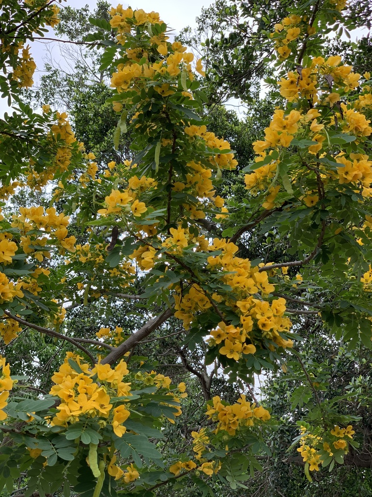 Smooth Senna from Lantau Island, Tai O, New Territories, HK on May 2 ...