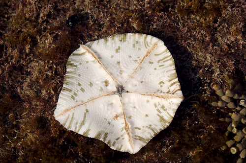 Observations by linda_g · iNaturalist