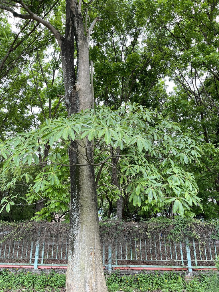 White Cheesewood from Yulin, Taiwan, Taiwan on May 01, 2022 at 01:51 PM ...