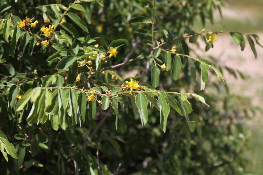 Bastard Raisin Bush from Khomas Region, Namibia on February 25, 2022 at ...