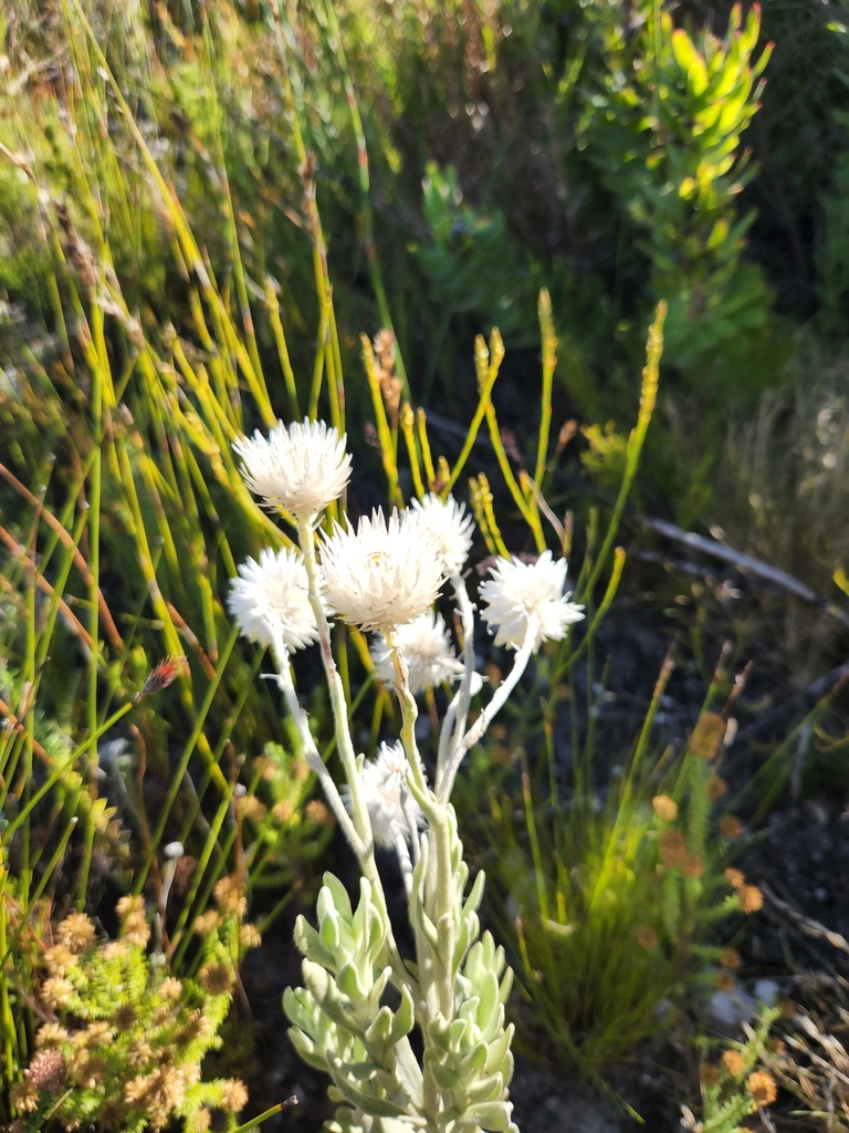 Cape Snow from Betty's Bay, 7141, South Africa on May 1, 2022 at 01:11 ...