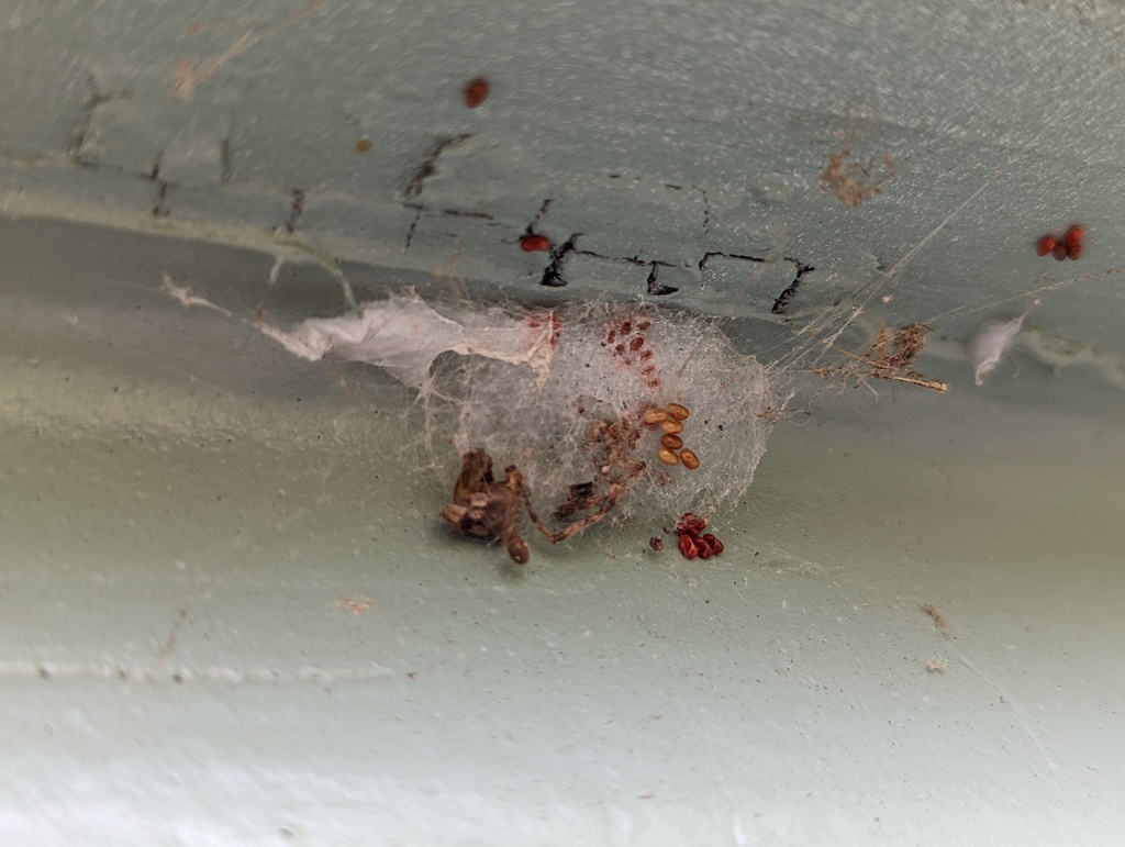 Eastern Boxelder Bug from Millers Ln, Louisville, KY 40216, USA on ...