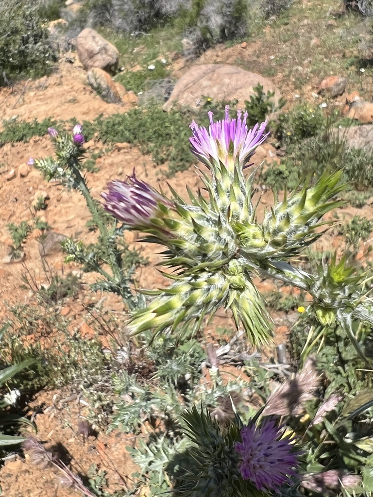 Slender Thistle from Cleveland National Forest, Jamul, CA, US on April ...