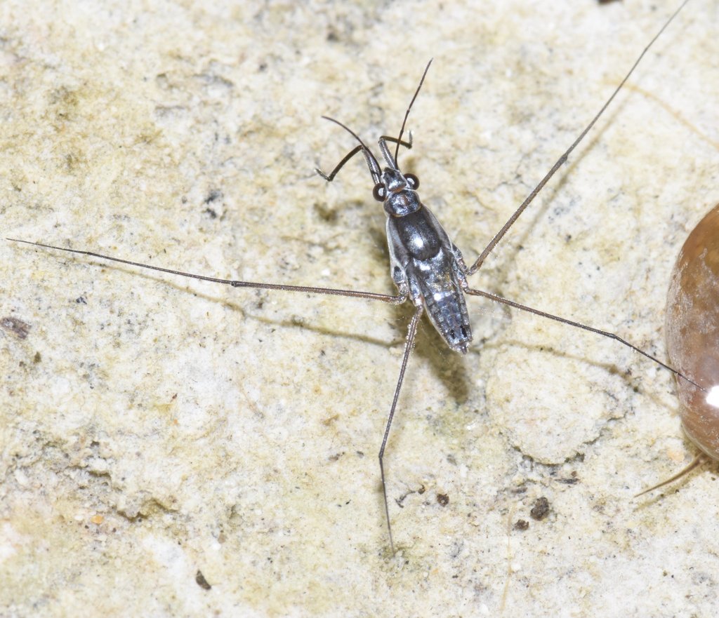 Neogerris hesione from Monroe County, FL, USA on April 29, 2022 at 04: ...